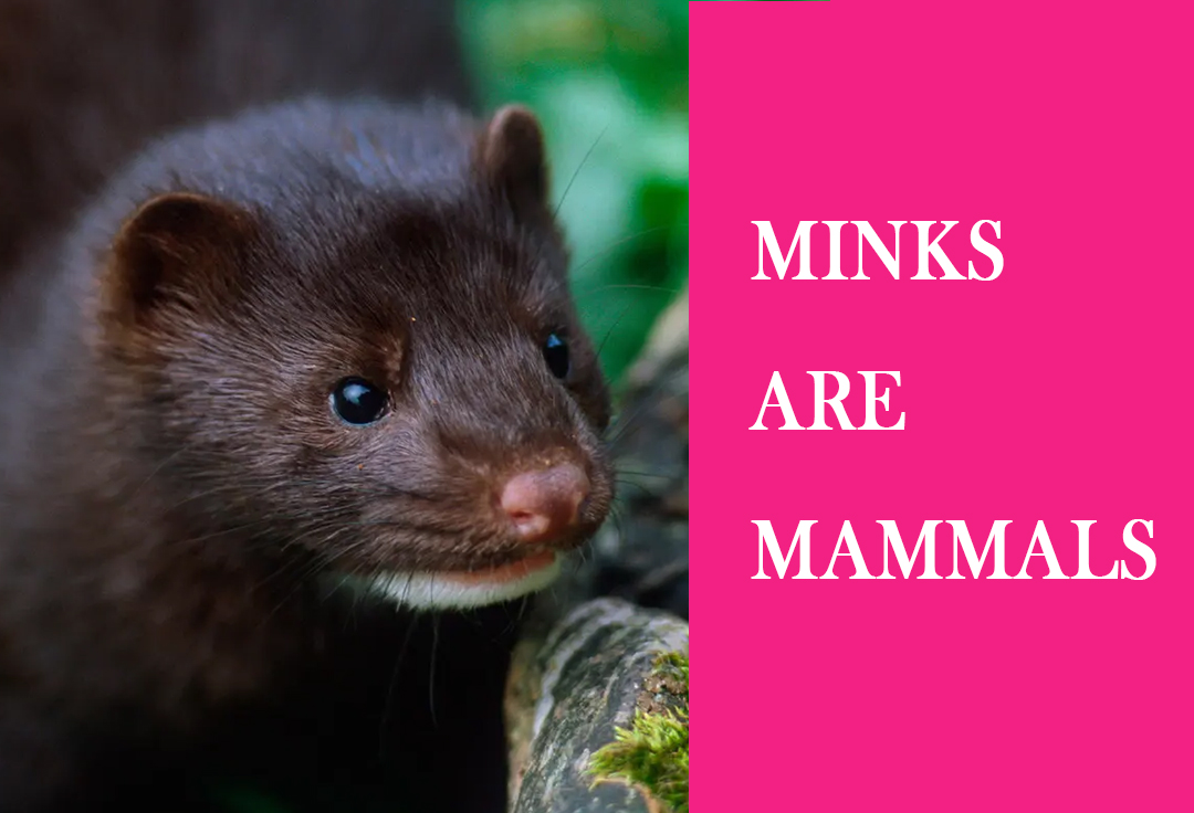 Here We Go to Know Cruelty-Free Mink Lashes